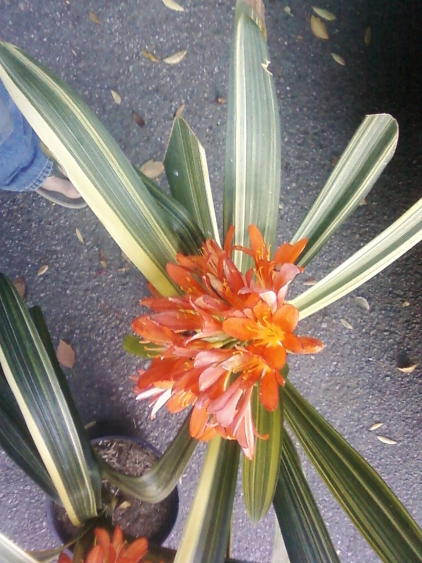 Variegated Select CLIVIA MINIATA